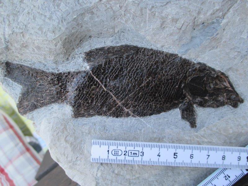 Trias - Fossilien Gugg