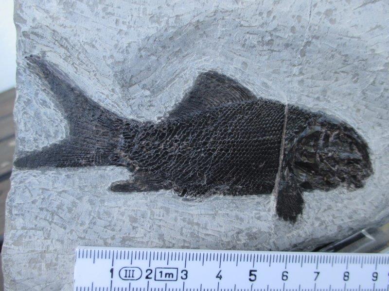 Trias - Fossilien Gugg